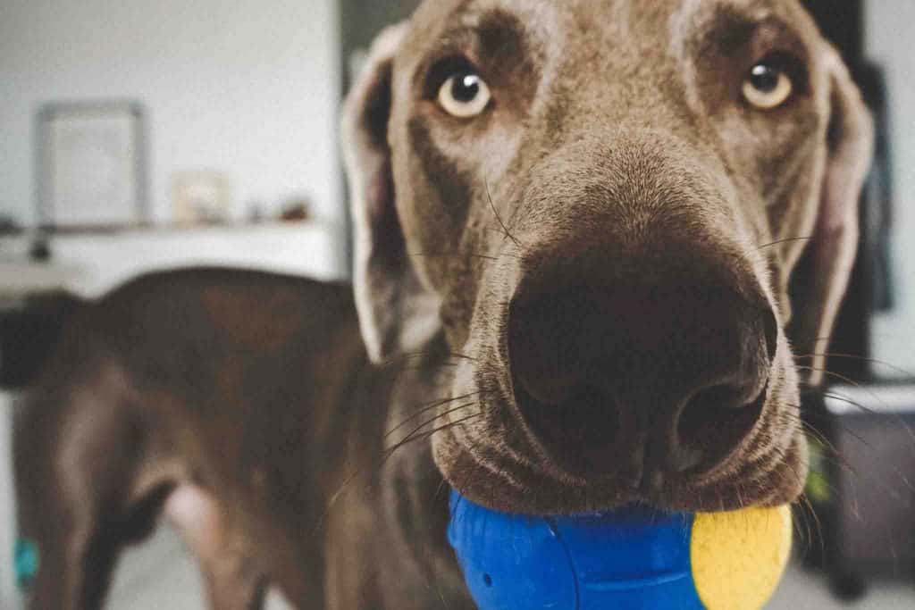 How to Teach a Dog to "Drop It" | Superb Dog