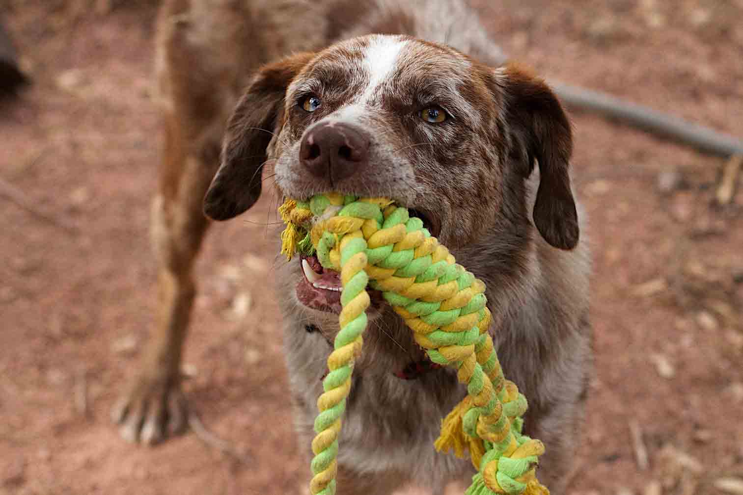 Is Tug Of War Bad For Dogs Superb Dog
