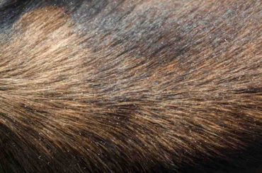 How to Get Rid of Dog Dandruff -- A Guide | Superb Dog