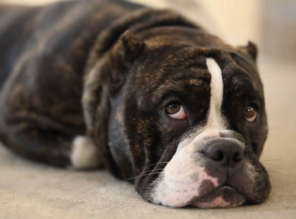 Signs Your Dog Is Unhappy, and What You Can Do About It | Superb Dog