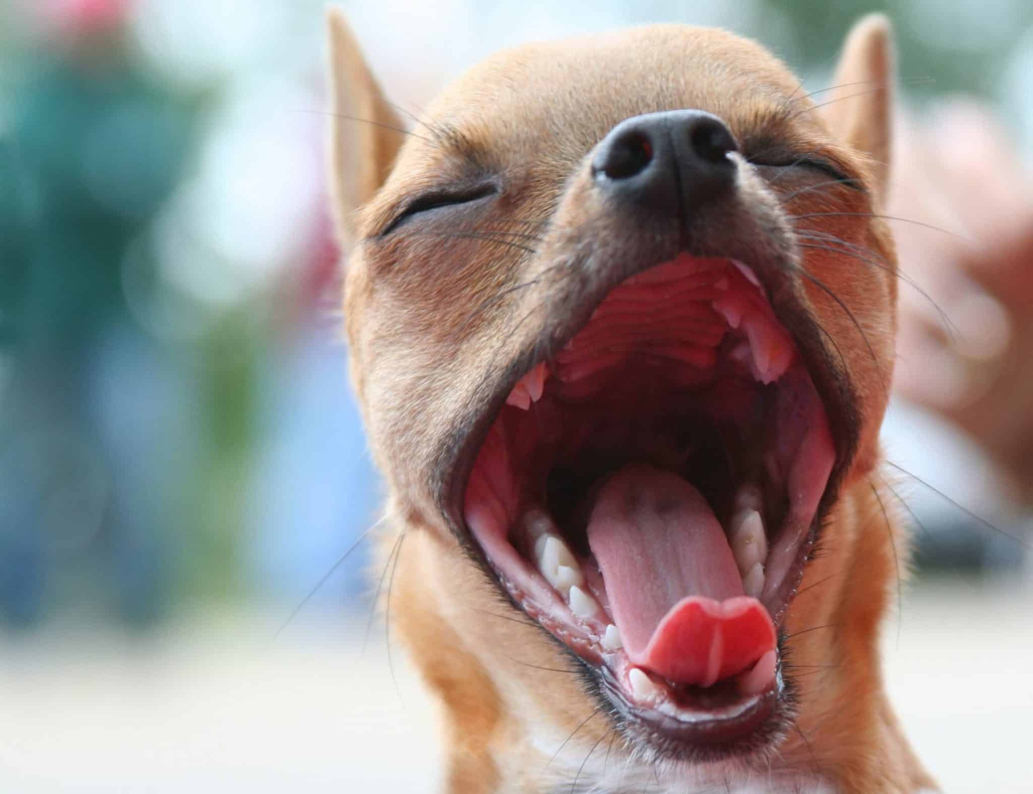 Do Dogs Have Tonsils? Can They Get Tonsillitis? | Superb Dog