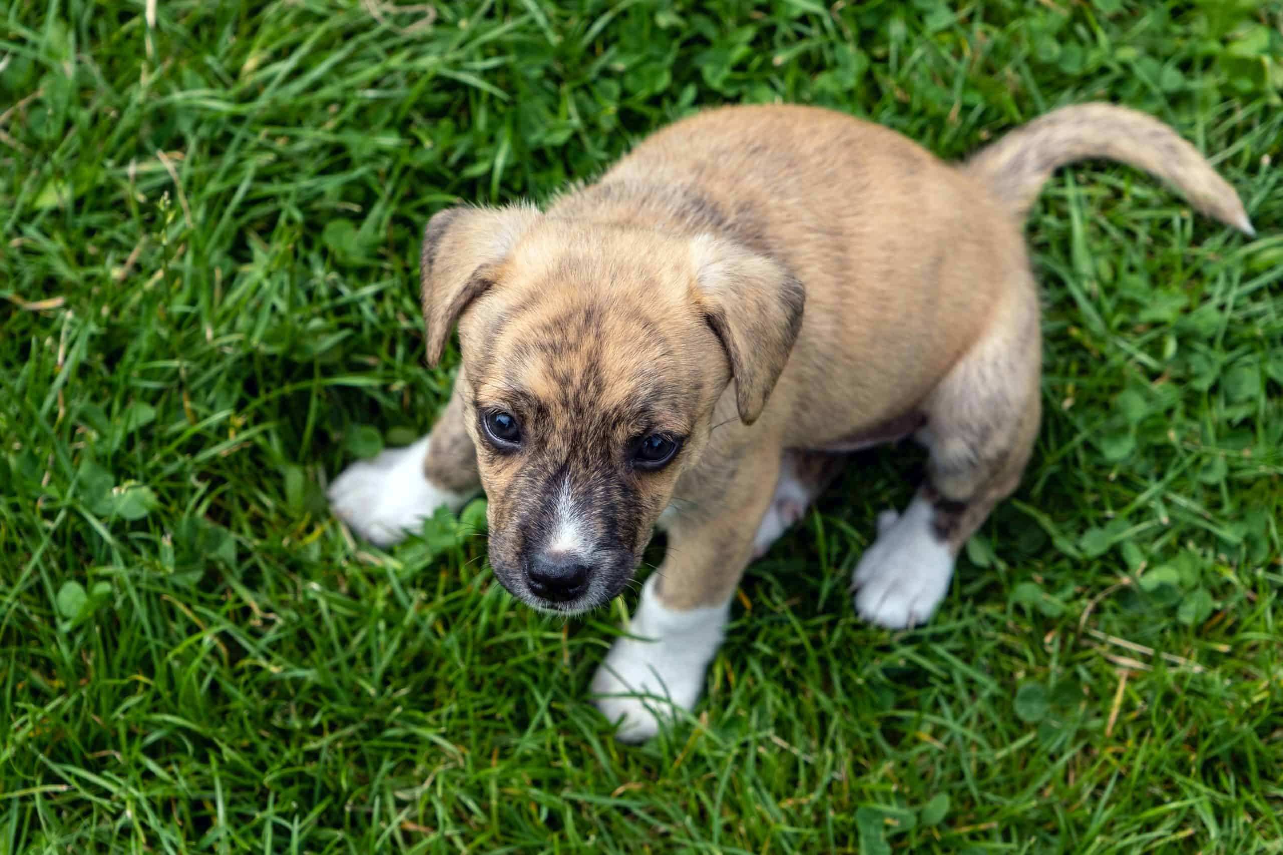 How Often Do 12 Week Old Puppies Poop