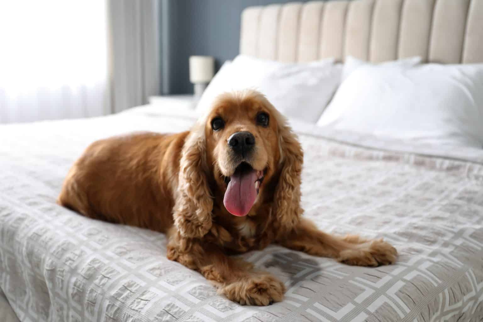 Why Does My Dog Lick The Bed Is It Normal Superb Dog why-does-my-dog-lick-the-bed-is-it-normal-superb-dog