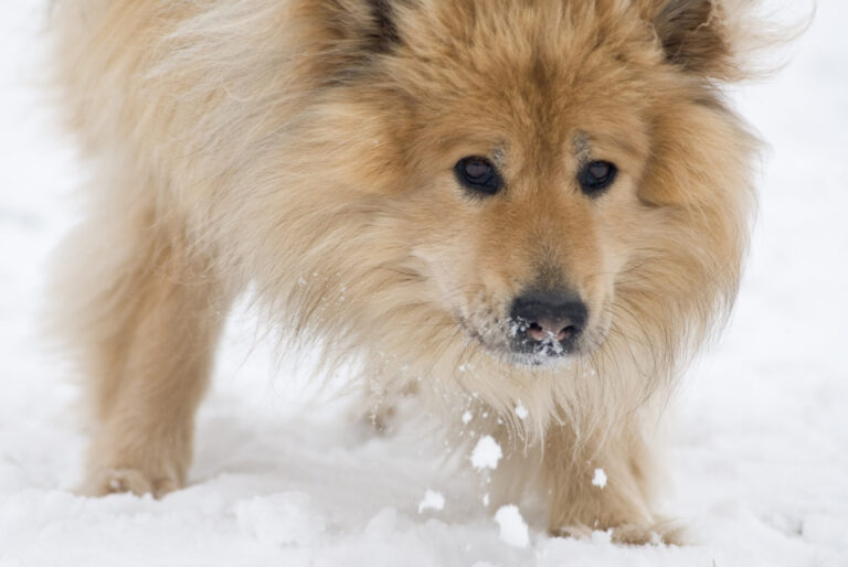 Are Bears Related to Dogs? Can They Mate?