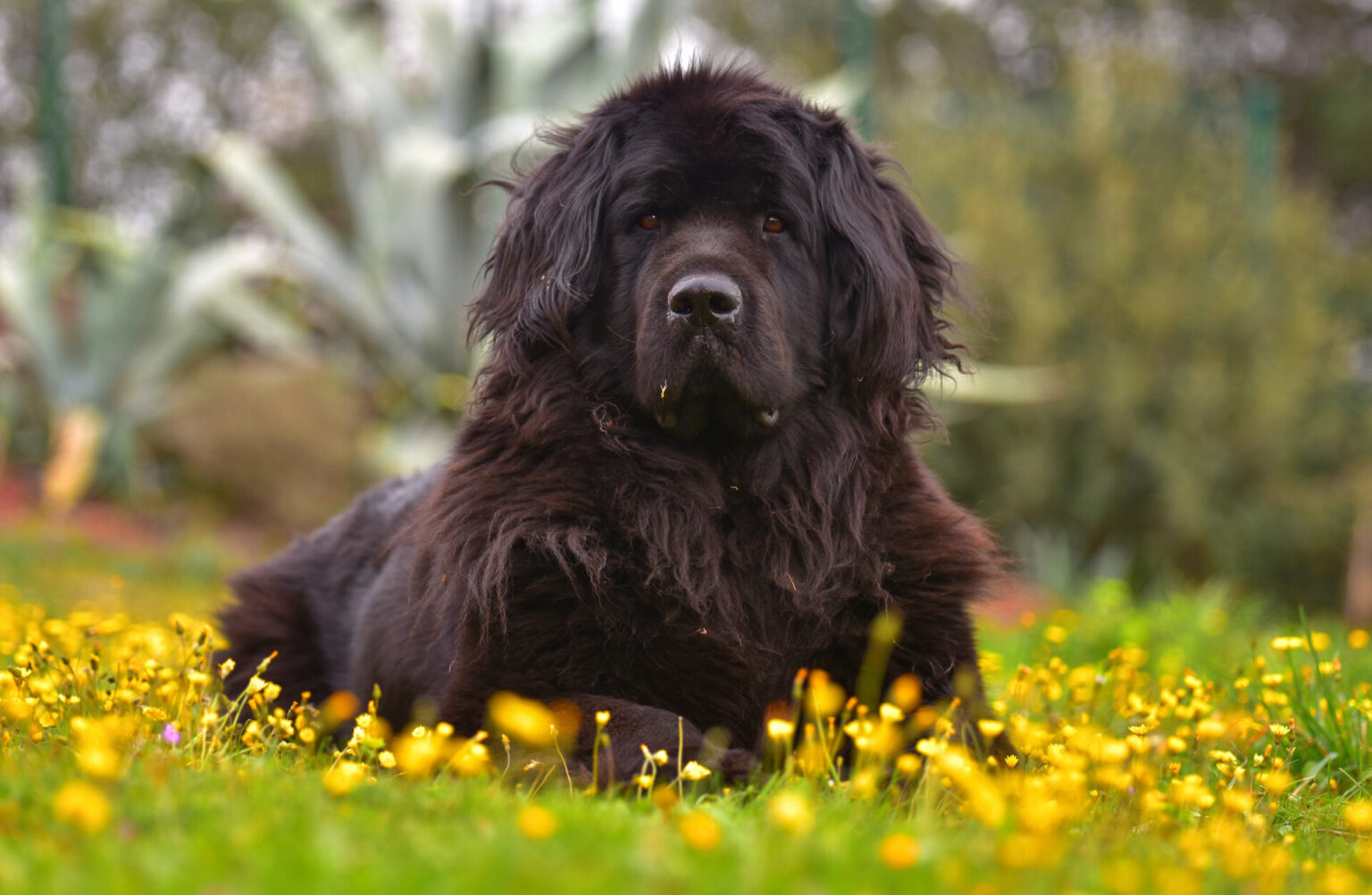 Are Bears Related to Dogs? Can They Mate?