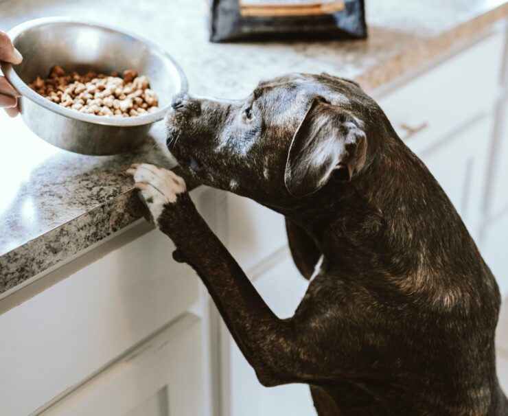 Why Is My Dog Always Hungry? How Do I Deal With It?