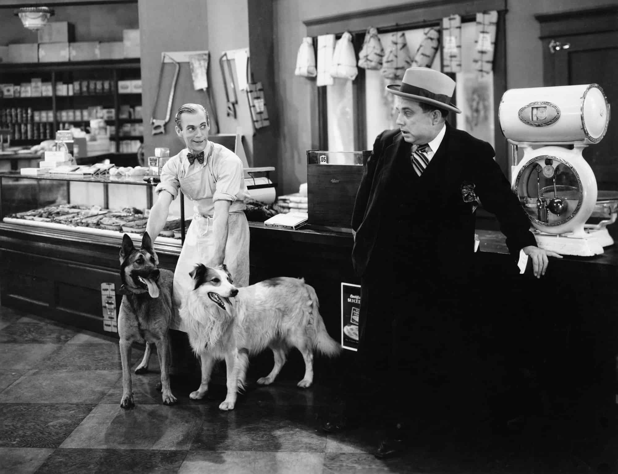 Which Stores Allow Dogs A Guide To Pet Friendly Retailers 2022 