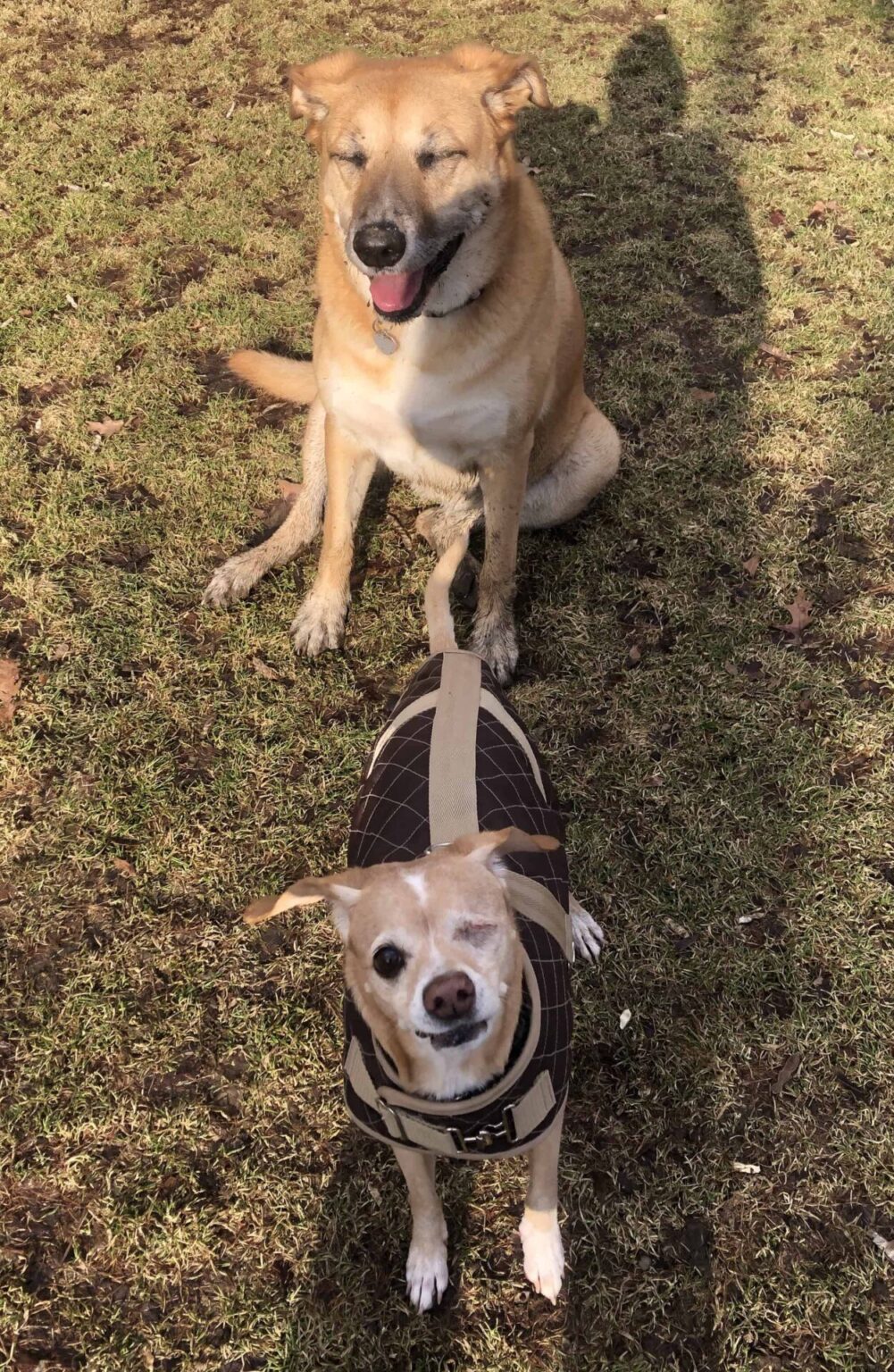 Dog Enucleation — Why and How My Dog Had an Eye Removed | Superb Dog