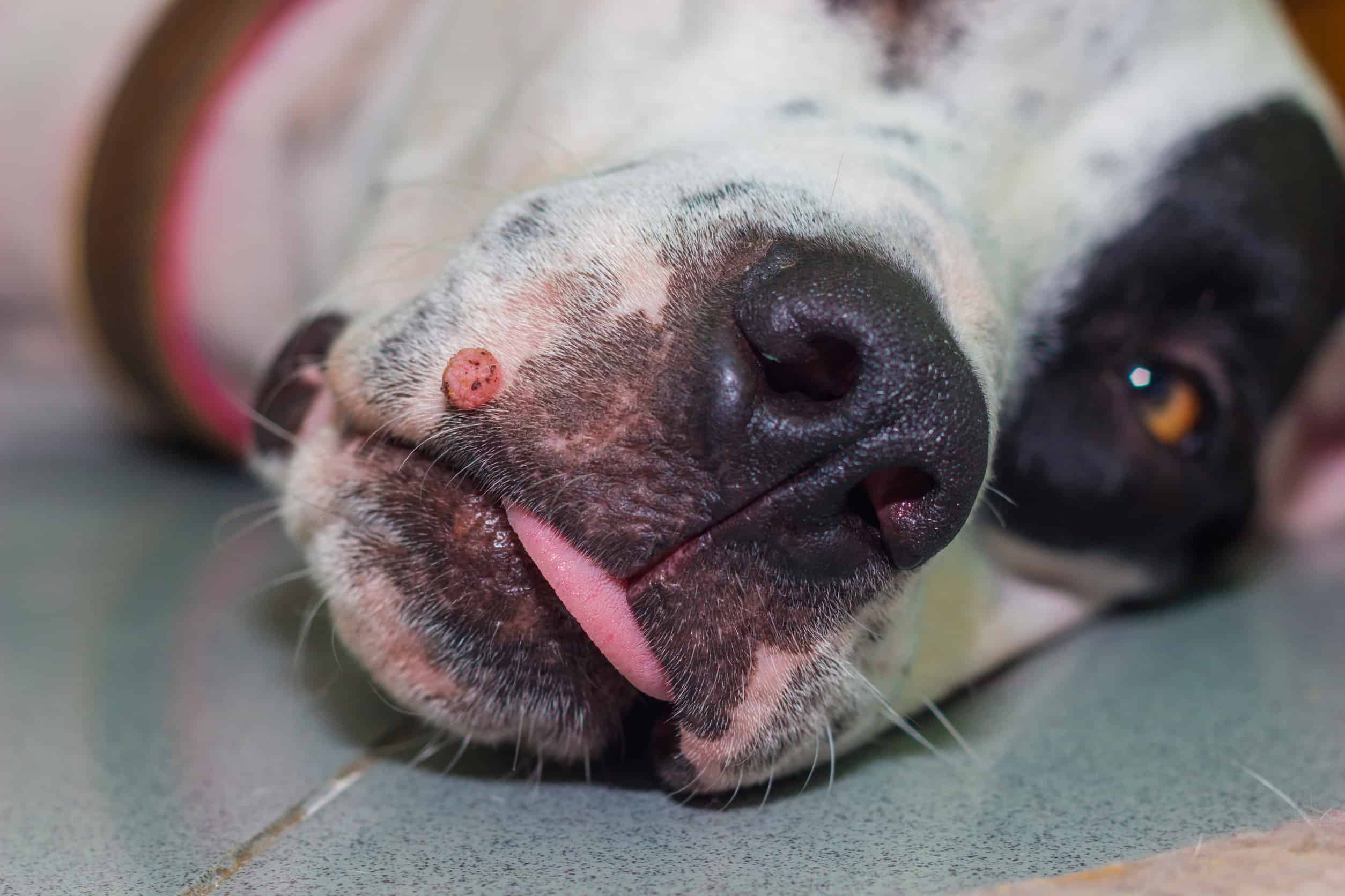 Dog Warts Causes And Treatments Superb Dog
