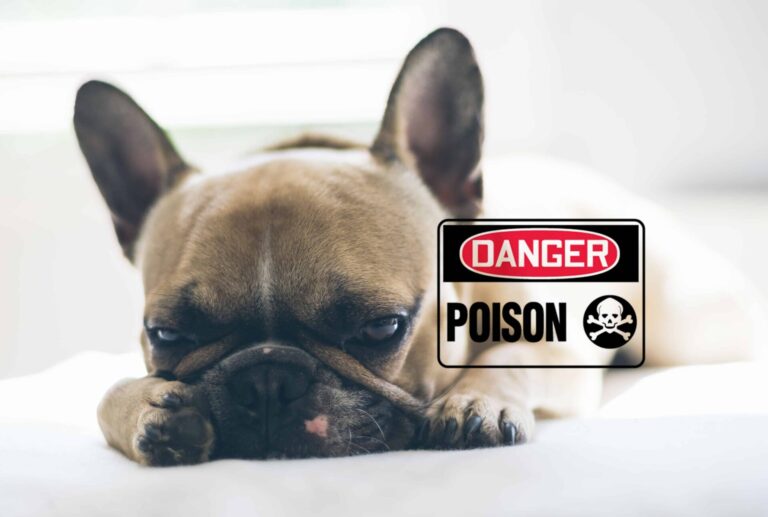 Symptoms and Signs of Poisoning in Dogs (And What To Do)