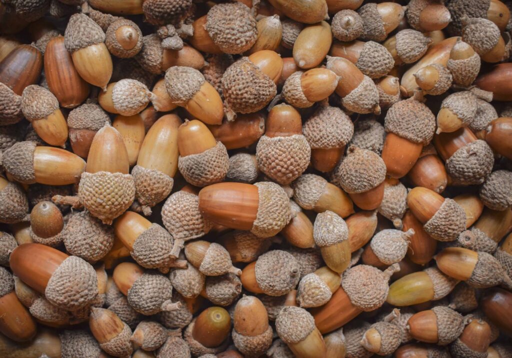 Are Acorns Poisonous To Dogs