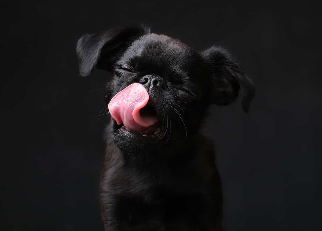 Why Do Dogs Smack Their Lips At Night The Possible Reasons why-do-dogs-smack-their-lips-at-night-the-possible-reasons