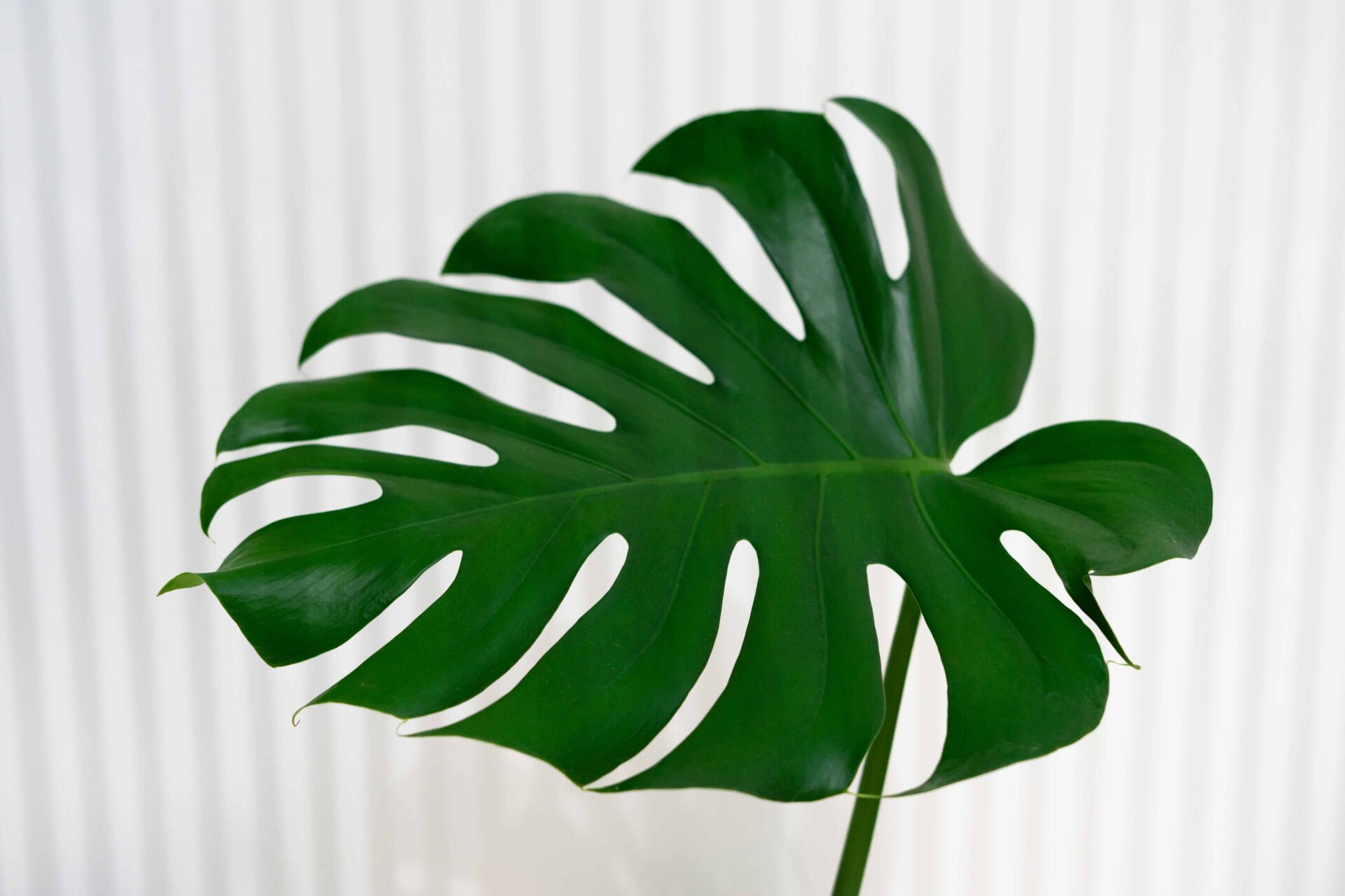 Is Monstera Toxic To Dogs What To Do If Your Dog Eats Monstera Plant 