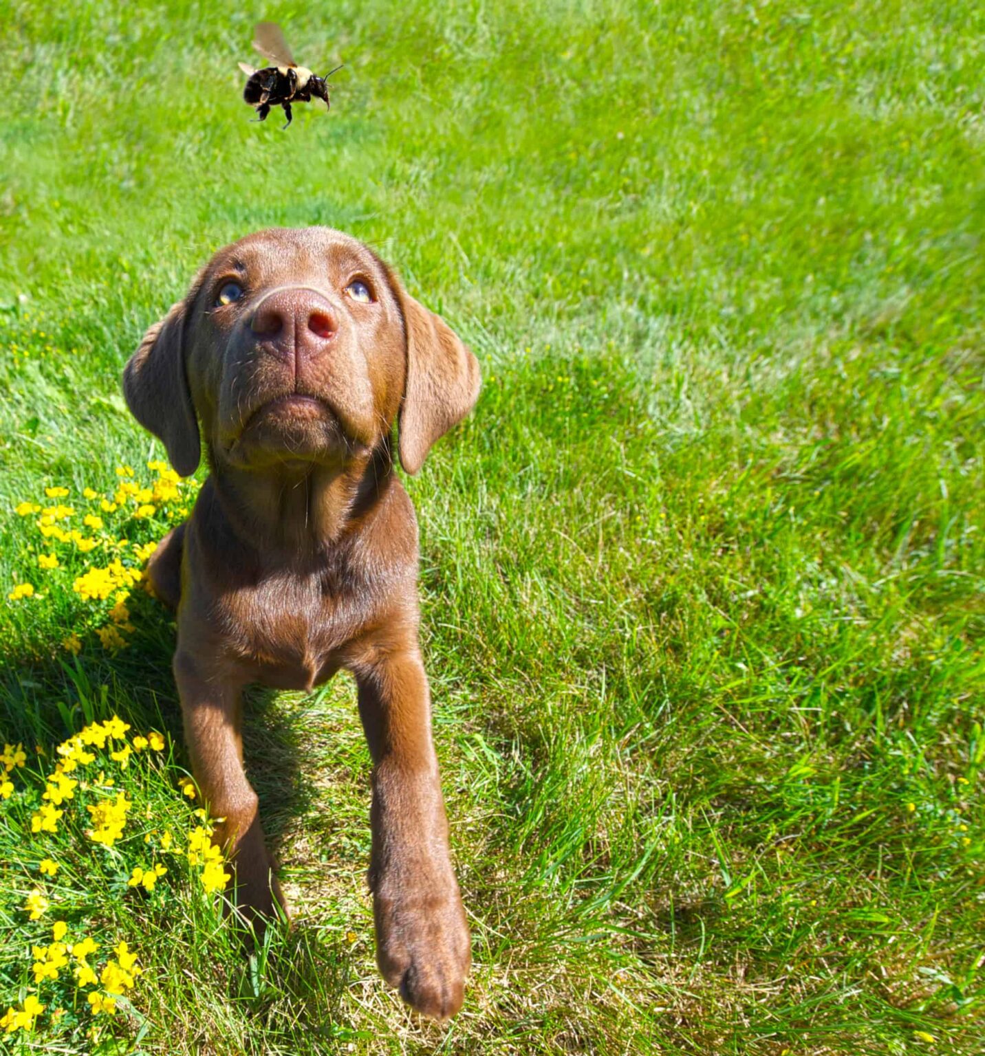 My Dog Ate a Bee! What Should I Do? | Superb Dog