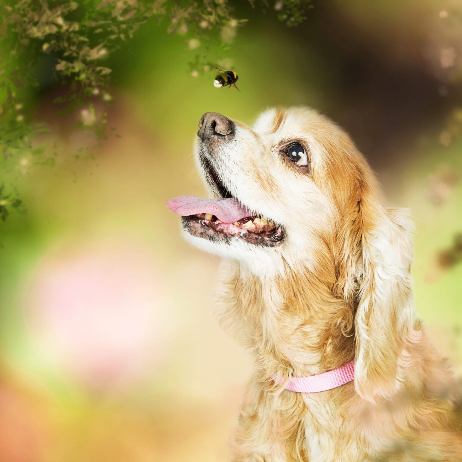 My Dog Ate a Bee! What Should I Do? | Superb Dog