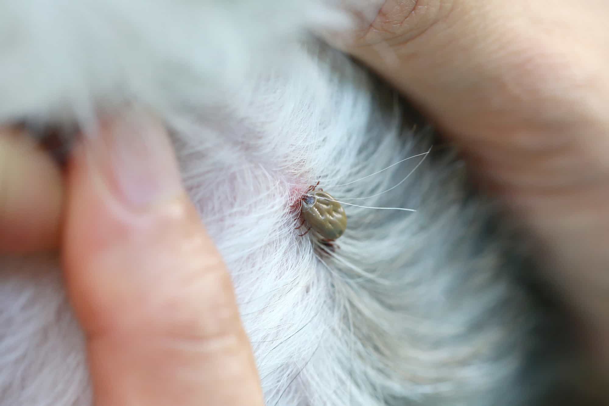 I Found A Dried Dead Tick On My Dog What Do I Do Superb Dog