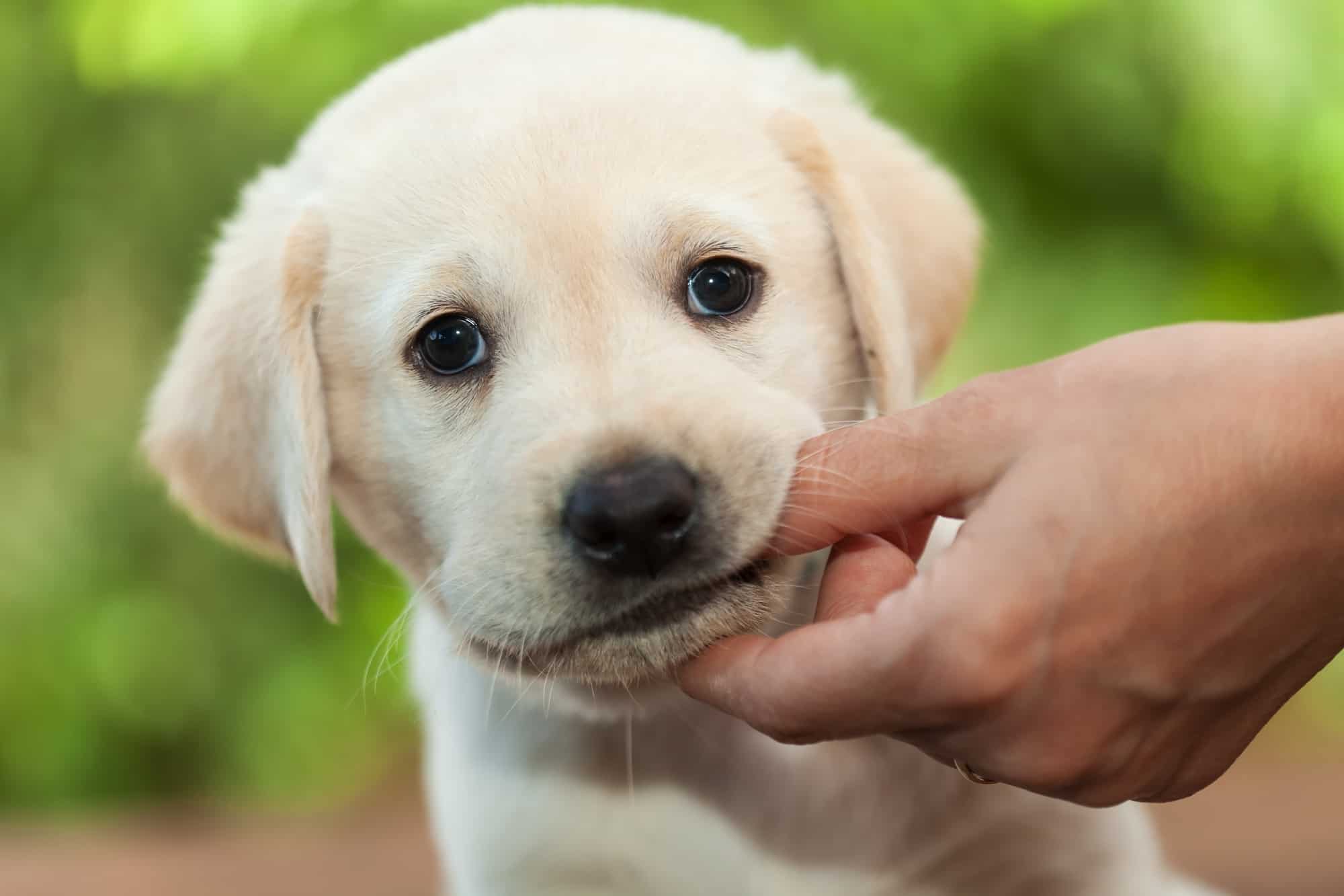 When Do Puppies Lose Their Teeth? A Complete Guide to Dog Teething ...