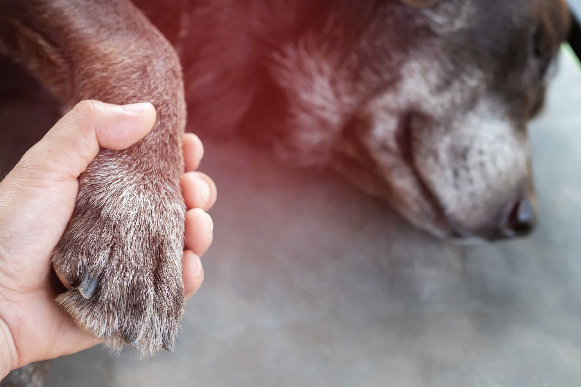 Signs a Dog Is Dying Soon — How to Know When the End is Near | Superb Dog