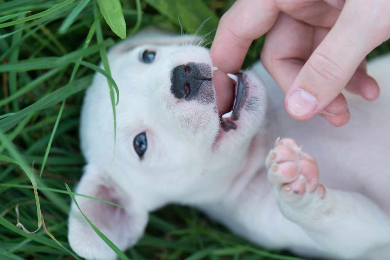 When Do Puppies Lose Their Teeth? A Complete Guide to Dog Teething ...