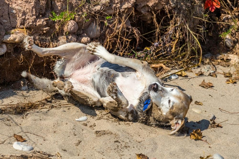 Why Do Dogs Roll In Dead Animals? | Superb Dog