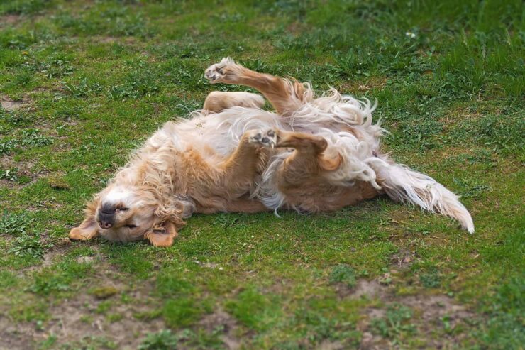 Why Do Dogs Roll In Dead Animals? | Superb Dog
