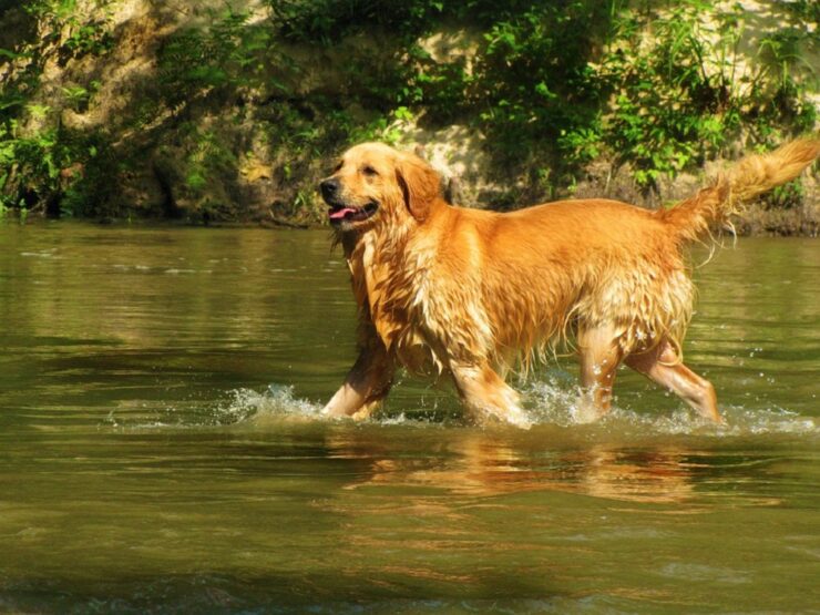 Are Golden Retrievers Smart? (Pros & Cons of Intelligent Golden Retrievers)