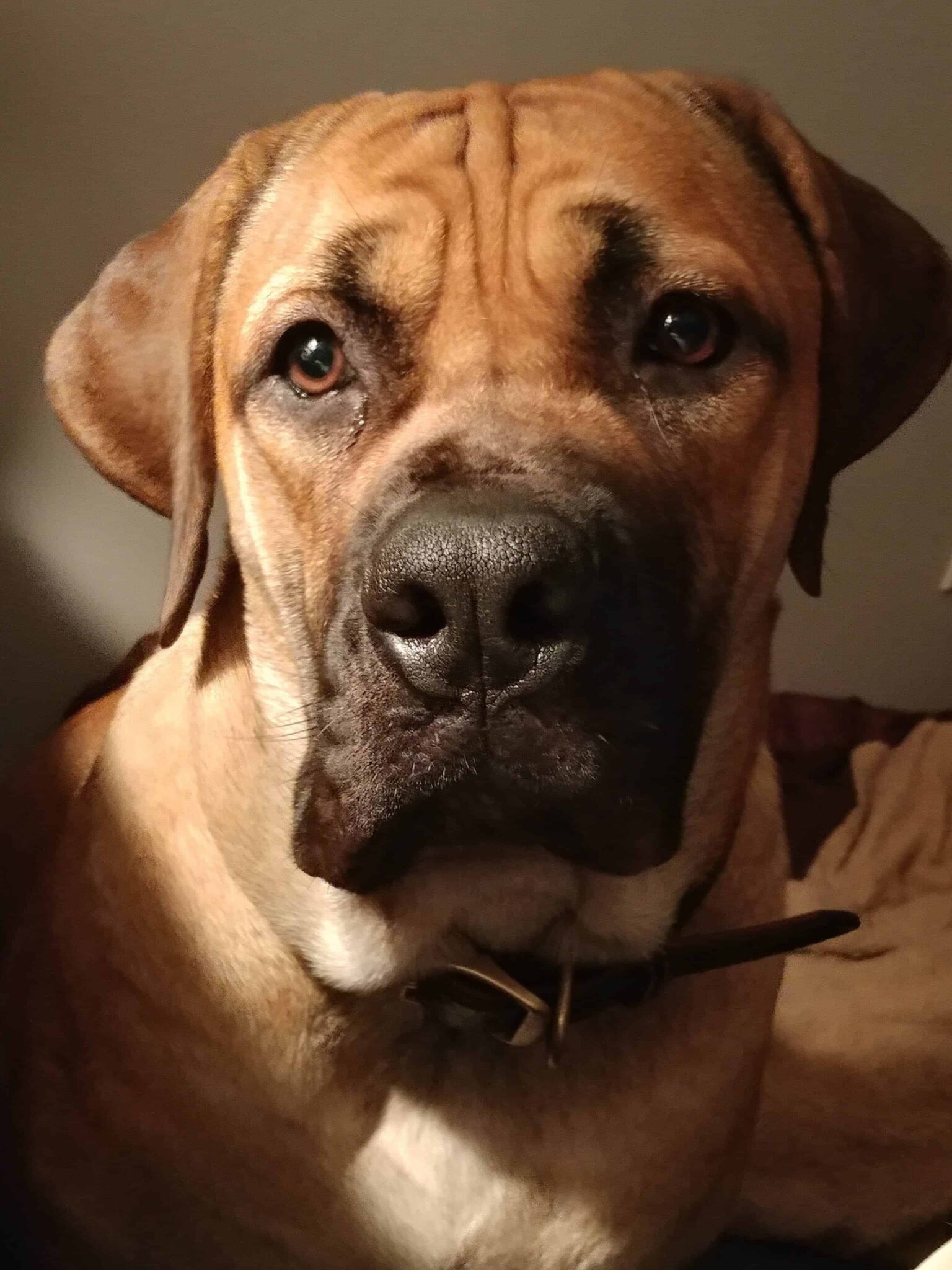 15 Scariest Dog Breeds To Keep Intruders At Bay | Superb Dog