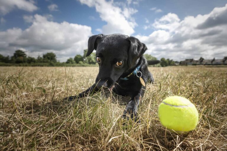 Can Dogs Be Retarded or Mentally Challenged? | Superb Dog